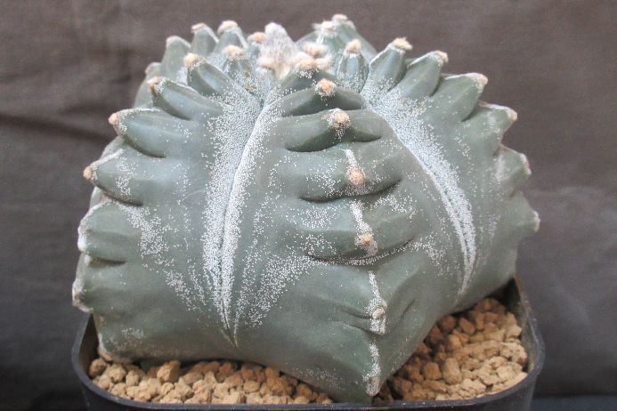 サボテン アストロフィツム Astrophytum myriostigma 5号鉢 正木 生きた植物ですので 成長や季節により変化します 掲載後の時間の経過により写真撮影時と 大きさや形が多少変わることがあります ご了承下さい 撮影時の光加...