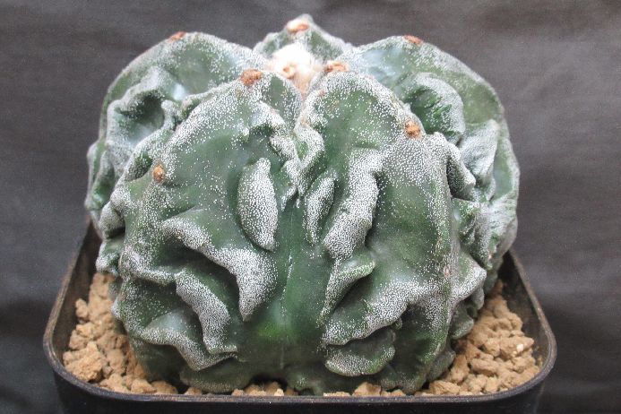 サボテン アストロフィツム Astrophytum myriostigma f.monstrosa 5号鉢 正木 生きた植物ですので 成長や季節により変化します 掲載後の時間の経過により写真撮影時と 大きさや形が多少変わることがあります ご...