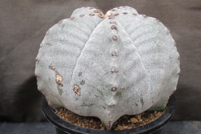 サボテン アストロフィツム Astrophytum myriostigma v.strongylogonum 4．5号鉢 生きた植物ですので 成長や季節により変化します 掲載後の時間の経過により写真撮影時と 大きさや形が多少変わることがあり...