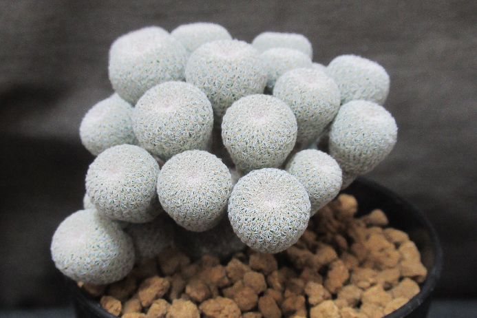 サボテン エピテランサ Epithelantha micromeris v.longicaulis 3号鉢 正木 生きた植物ですので 成長や季節により変化します 掲載後の時間の経過により写真撮影時と 大きさや形が多少変わることがあります ご...