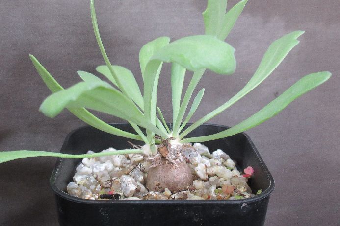 多肉植物 オトンナ Othonna sp.aff.Steinkopf 3号鉢 生きた植物ですので 成長や季節により変化します 掲載後の時間の経過により写真撮影時と 大きさや形が多少変わることがあります ご了承下さい 撮影時の光加減により 写...