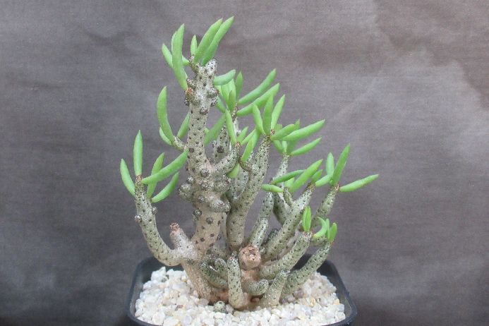 多肉植物 チレコドン Tylecodon buchholzianus 3号鉢 生きた植物ですので 成長や季節により変化します 時間の経過により写真撮影時と 大きさや形が多少変わることがあります ご了承下さい 撮影時の光加減により 写真と実物...