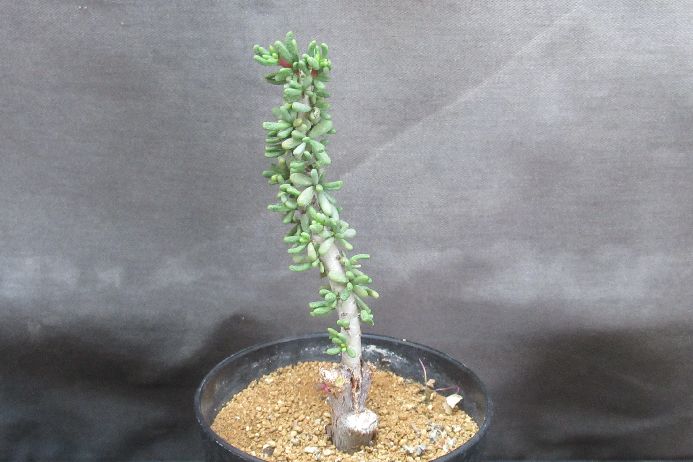 多肉植物 ケラリア Ceraria namaquensis 2．5号鉢 接ぎ木 生きた植物ですので 成長や季節により変化します 掲載後の時間の経過により写真撮影時と 大きさや形が多少変わることがあります ご了承下さい 撮影時の光加減により ...