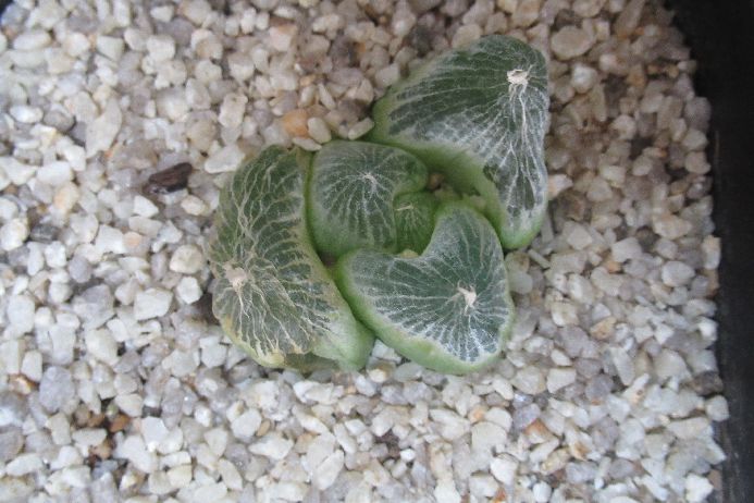 多肉植物 ブルビネ Bulbine mesembryanthoides 3号鉢 生きた植物ですので 成長や季節により変化します 掲載後の時間の経過により写真撮影時と 大きさや形が多少変わることがあります ご了承下さい 撮影時の光加減により ...