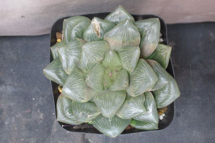 多肉植物 ハオルチア Haworthia obtusa cv. 3．5号鉢 生きた植物ですので 成長や季節により変化します 時間の経過により写真撮影時と 大きさや形が多少変わることがあります ご了承下さい 撮影時の光加減により 写真と実物で...