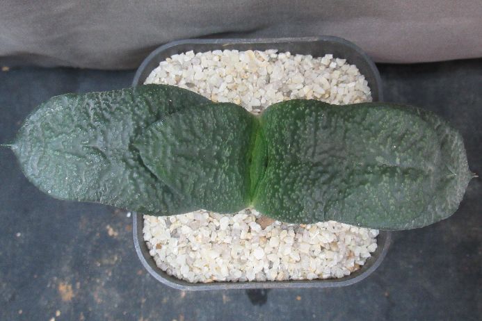 多肉植物 ガステリア Gasteria armstrongii 3号鉢 生きた植物ですので 成長や季節により変化します 時間の経過により写真撮影時と 大きさや形が多少変わることがあります ご了承下さい 撮影時の光加減により 写真と実物で色具...