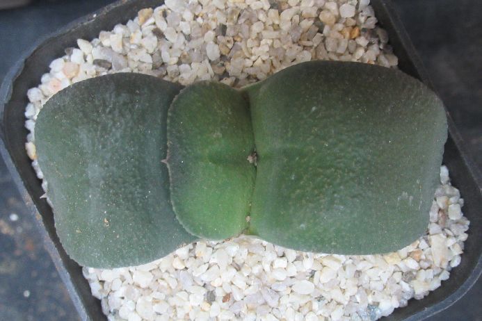 多肉植物 ガステリア Gasteria cv. 3号鉢 生きた植物ですので 成長や季節により変化します 時間の経過により写真撮影時と 大きさや形が多少変わることがあります ご了承下さい 撮影時の光加減により 写真と実物で色具合が違うことがあ...