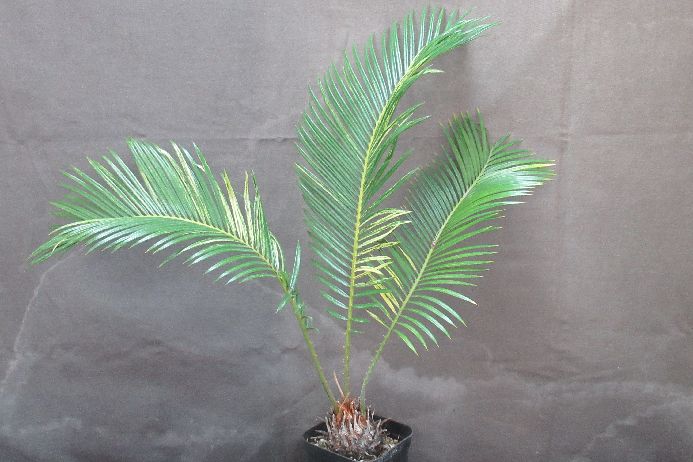 多肉植物 サイカス Cycas revoluta f.variegata 4号鉢 生きた植物ですので 成長や季節により変化します 掲載後の時間の経過により写真撮影時と 大きさや形が多少変わることがあります ご了承下さい 撮影時の光加減により...