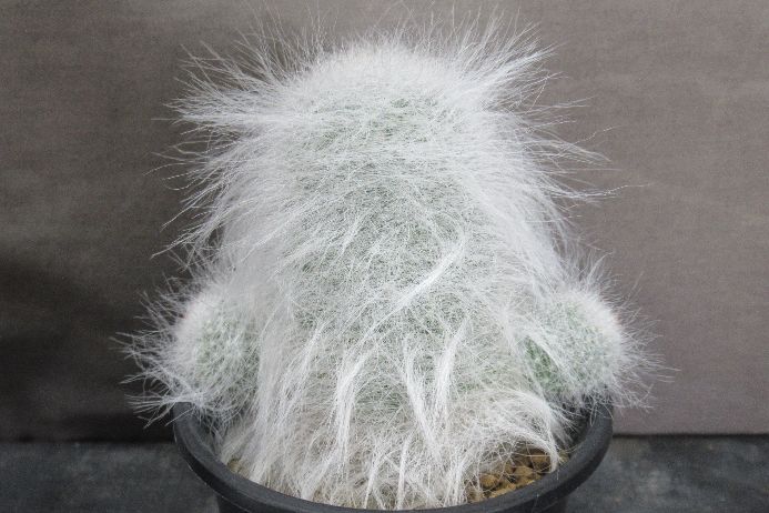 サボテン マミラリア Mammillaria hahniana f.lanata 3号鉢 正木 生きた植物ですので 成長や季節により変化します 掲載後の時間の経過により写真撮影時と 大きさや形が多少変わることがあります ご了承下さい 撮影時...