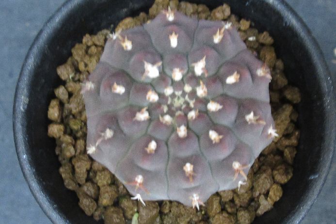 サボテン ギムノカリキウム Gymnocalycium stellatum v.kleinianum 2．5号鉢 正木 生きた植物ですので 成長や季節により変化します 掲載後の時間の経過により写真撮影時と 大きさや形が多少変わることがありま...
