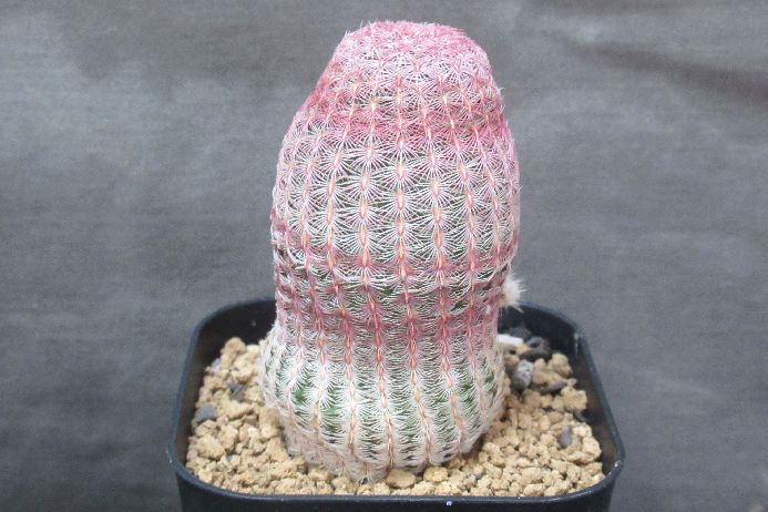 サボテン エキノケレウス Echinocereus rigidissimus var. rubispinus 3号鉢 生きた植物ですので 成長や季節により変化します 掲載後の時間の経過により写真撮影時と 大きさや形が多少変わることがあります...