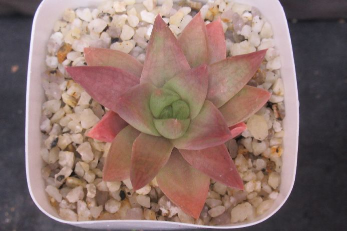 多肉植物 ハオルチア Haworthia cv.rosea 2．5号鉢 生きた植物ですので 成長や季節により変化します 時間の経過により写真撮影時と 大きさや形が多少変わることがあります ご了承下さい 撮影時の光加減により 写真と実物で色具...