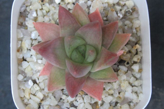 多肉植物 ハオルチア Haworthia cv.rosea 2．5号鉢 生きた植物ですので 成長や季節により変化します 時間の経過により写真撮影時と 大きさや形が多少変わることがあります ご了承下さい 撮影時の光加減により 写真と実物で色具...