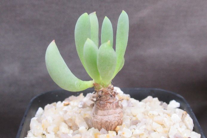 多肉植物 オトンナ Othonna clavifolia 2．5号鉢 実生 生きた植物ですので 成長や季節により変化します 掲載後の時間の経過により写真撮影時と 大きさや形が多少変わることがあります ご了承下さい 撮影時の光加減により 写真...