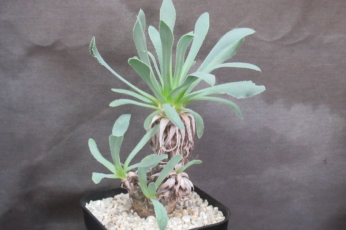 多肉植物 オトンナ Othonna retrorsa 3号鉢 実生 生きた植物ですので 成長や季節により変化します 掲載後の時間の経過により写真撮影時と 大きさや形が多少変わることがあります ご了承下さい 撮影時の光加減により 写真と実物で...