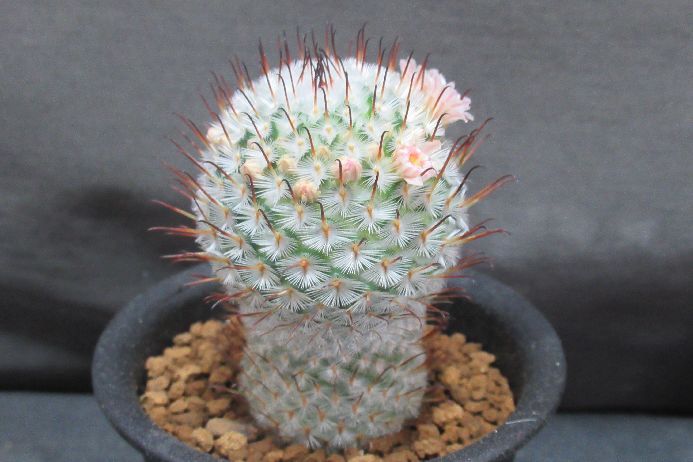 サボテン マミラリア Mammillaria perezdelarosae 3号鉢 正木 生きた植物ですので 成長や季節により変化します 掲載後の時間の経過により写真撮影時と 大きさや形が多少変わることがあります ご了承下さい 撮影時の光加...