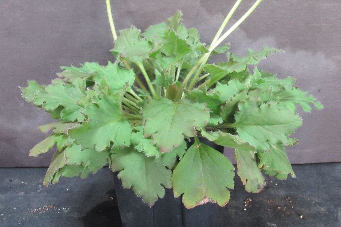 多肉植物 ペラルゴニウム Pelargonium triandrum 4号鉢 生きた植物ですので 成長や季節により変化します 掲載後の時間の経過により写真撮影時と 大きさや形が多少変わることがあります ご了承下さい 撮影時の光加減により 写...