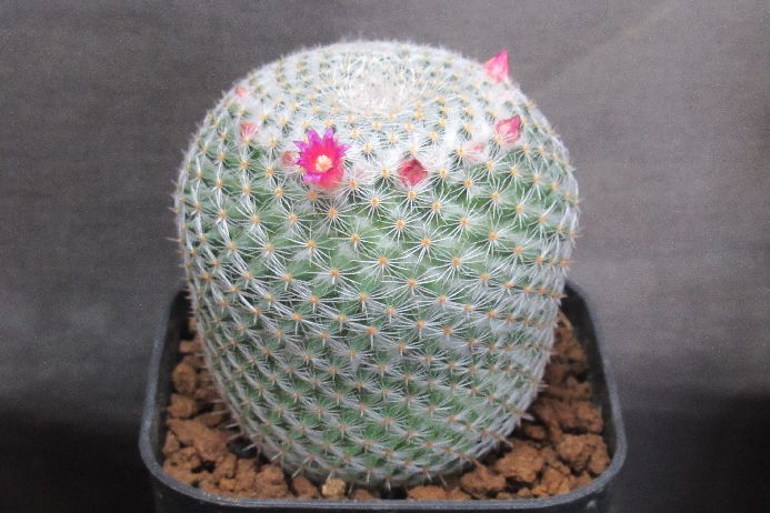 サボテン マミラリア Mammillaria sp. 3号鉢 正木 生きた植物ですので 成長や季節により変化します 掲載後の時間の経過により写真撮影時と 大きさや形が多少変わることがあります ご了承下さい 3／11写真撮影時、蕾付き 撮影時...