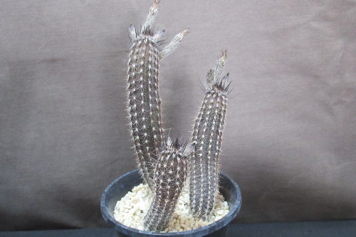 サボテン セティエキノプシス Setiechinopsis mirabilis 3．5号鉢3頭植え 正木 生きた植物ですので 成長や季節により変化します 掲載後の時間の経過により写真撮影時と 大きさや形が多少変わることがあります ご了承下さ...