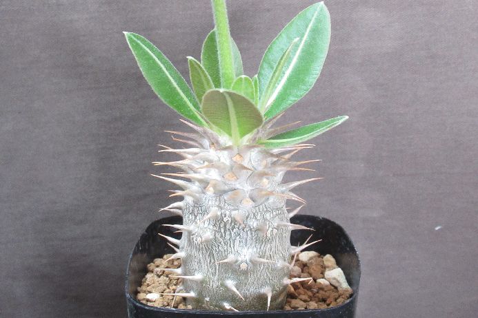 多肉植物 パキポディウム Pachypodium densiflorum 2．5号鉢 生きた植物ですので 成長や季節により変化します 掲載後の時間の経過により写真撮影時と 大きさや形が多少変わることがあります ご了承下さい 撮影時の光加減に...