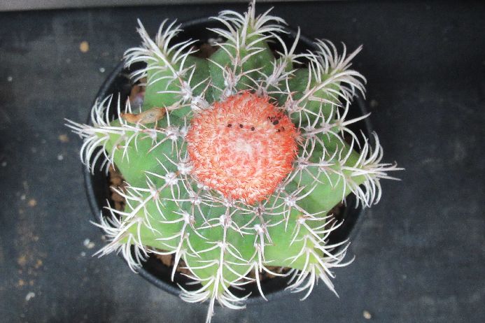 サボテン メロカクタス Melocactus matanzanus 3．5号鉢 正木 生きた植物ですので 成長や季節により変化します 掲載後の時間の経過により写真撮影時と 大きさや形が多少変わることがあります ご了承下さい 撮影時の光加減に...
