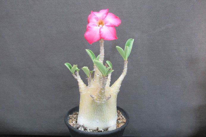 多肉植物 アデニウム Adenium arabicum f.compact 3．5号鉢 生きた植物ですので 成長や季節により変化します 掲載後の時間の経過により写真撮影時と 大きさや形が多少変わることがあります ご了承下さい 撮影時の光加減...