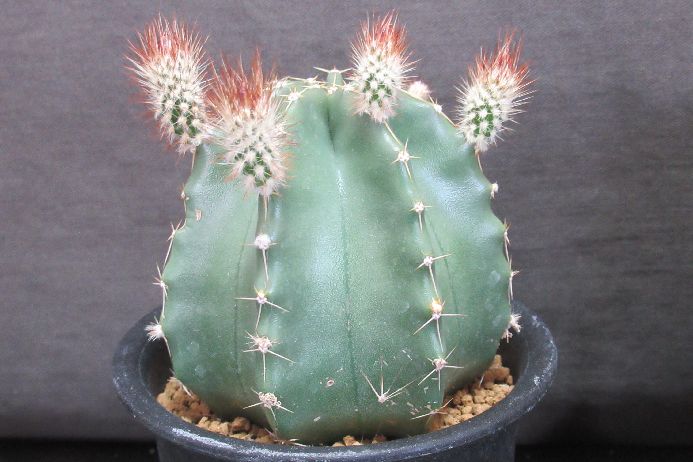 サボテン エキノケレウス Echinocereus luteus 3号鉢 正木 生きた植物ですので 成長や季節により変化します 掲載後の時間の経過により写真撮影時と 大きさや形が多少変わることがあります ご了承下さい 6／1写真撮影時、蕾付...