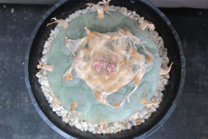 サボテン ロフォフォラ Lophophora williamsii v.decipiens 3．5号鉢 正木 生きた植物ですので 成長や季節により変化します 掲載後の時間の経過により写真撮影時と 大きさや形が多少変わることがあります ご了承...