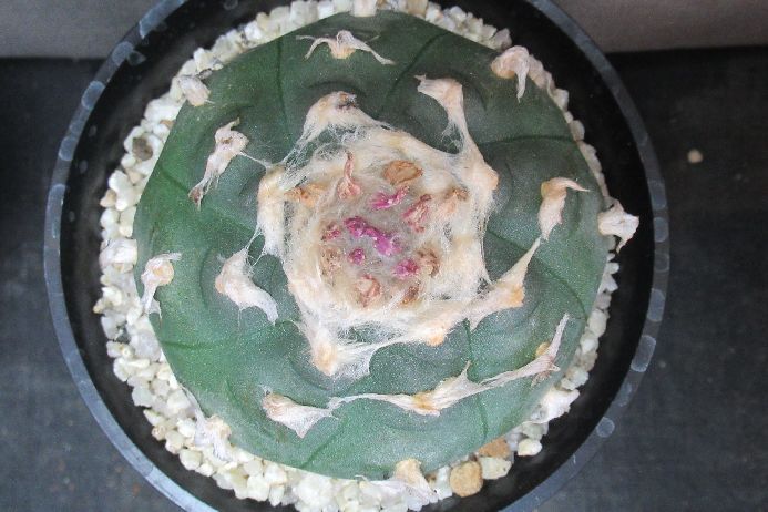 サボテン ロフォフォラ Lophophora jourdaniana 3．5号鉢 正木 生きた植物ですので 成長や季節により変化します 掲載後の時間の経過により写真撮影時と 大きさや形が多少変わることがあります ご了承下さい 撮影時の光加減...