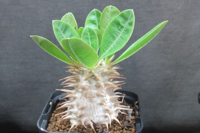 多肉植物 パキポディウム Pachypodium densiflorum v.brevicalyx 2．5号鉢 国産実生 生きた植物ですので 成長や季節により変化します 掲載後の時間の経過により写真撮影時と 大きさや形が多少変わることがあり...