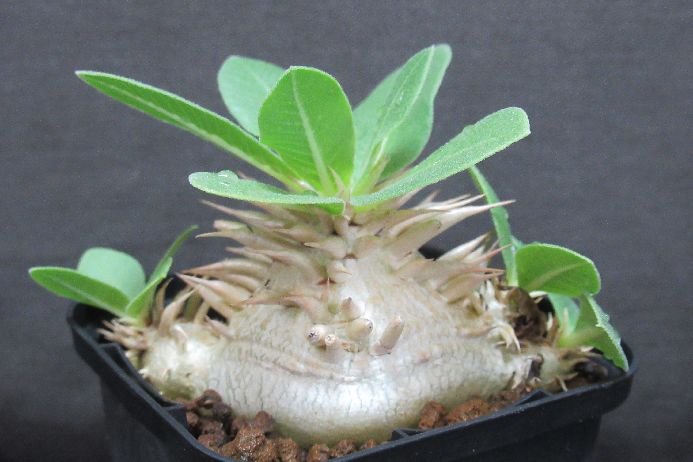 多肉植物 パキポディウム Pachypodium eburneum 2．5号鉢 国産実生 生きた植物ですので 成長や季節により変化します 掲載後の時間の経過により写真撮影時と 大きさや形が多少変わることがあります ご了承下さい 撮影時の光加...