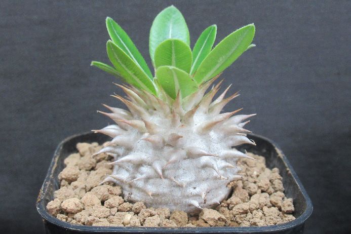 多肉植物 パキポディウム Pachypodium eburneum f.compacta 2．5号鉢 国産実生 生きた植物ですので 成長や季節により変化します 掲載後の時間の経過により写真撮影時と 大きさや形が多少変わることがあります ご了...
