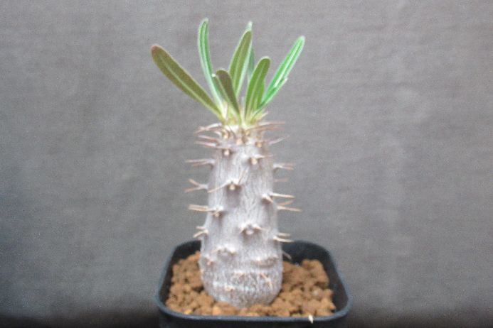 多肉植物 パキポディウム Pachypodium rosulatum “cactipes” 2．5号鉢 生きた植物ですので 成長や季節により変化します 掲載後の時間の経過により写真撮影時と 大きさや形が多少変わることがあります ご了承下さい...