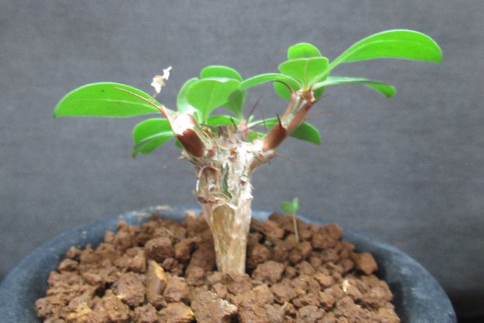 多肉植物 フォークィエリア Fouquieria formosa 2．5号鉢 実生 生きた植物ですので 成長や季節により変化します 掲載後の時間の経過により写真撮影時と 大きさや形が多少変わることがあります ご了承下さい 撮影時の光加減によ...