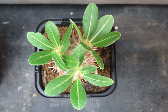 多肉植物 フォークィエリア Fouquieria formosa 2．5号鉢 実生 生きた植物ですので 成長や季節により変化します 掲載後の時間の経過により写真撮影時と 大きさや形が多少変わることがあります ご了承下さい 撮影時の光加減によ...