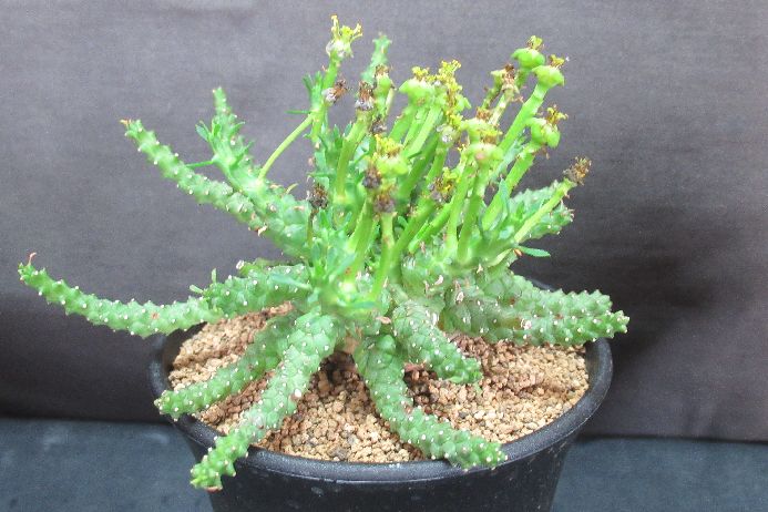 多肉植物 ユーフォルビア Euphorbia gorgonis 3号鉢 生きた植物ですので 成長や季節により変化します 掲載後の時間の経過により写真撮影時と 大きさや形が多少変わることがあります ご了承下さい 撮影時の光加減により 写真と実...