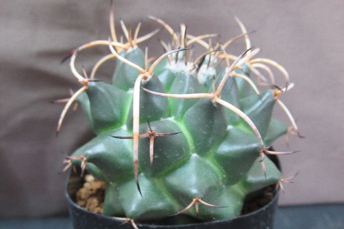 サボテン マミラリア Mammillaria magnimamma 2．5号鉢 正木 生きた植物ですので 成長や季節により変化します 掲載後の時間の経過により写真撮影時と 大きさや形が多少変わることがあります ご了承下さい 撮影時の光加減に...
