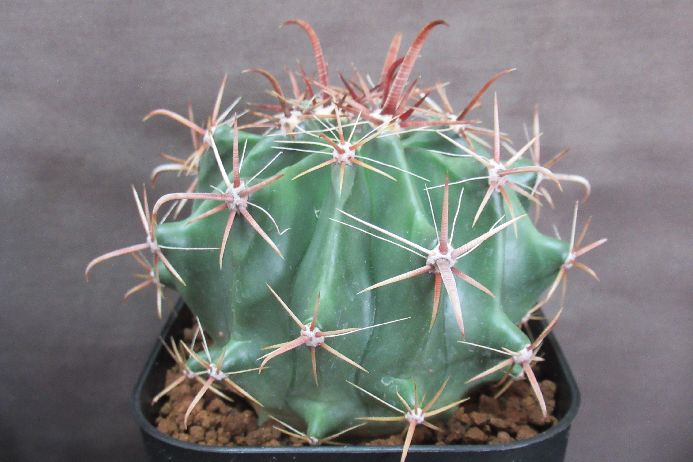 サボテン フェロカクタス Ferocactus herrerae 3．5号鉢 正木 生きた植物ですので 成長や季節により変化します 掲載後の時間の経過により写真撮影時と 大きさや形が多少変わることがあります ご了承下さい 撮影時の光加減によ...