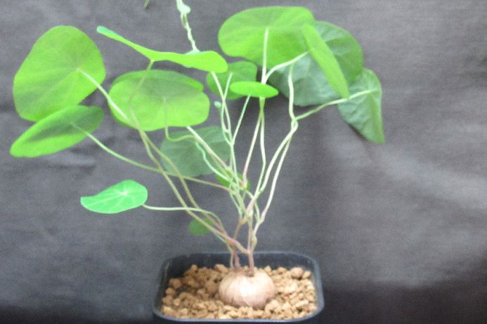 多肉植物 ステファニア Stephania cephalantha 3号鉢 生きた植物ですので 成長や季節により変化します 掲載後の時間の経過により写真撮影時と 大きさや形が多少変わることがあります ご了承下さい 撮影時の光加減により 写真...