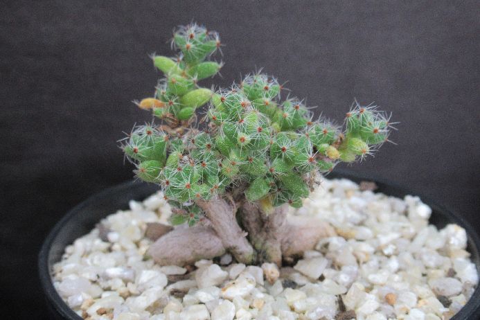 多肉植物 トリコディアデマ Trichodiadema tuberosum 3号鉢 生きた植物ですので 成長や季節により変化します 掲載後の時間の経過により写真撮影時と 大きさや形が多少変わることがあります ご了承下さい 撮影時の光加減によ...
