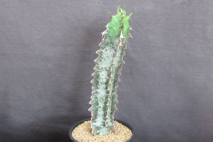 多肉植物 ユーフォルビア Euphorbia robeochii 3号鉢 生きた植物ですので 成長や季節により変化します 掲載後の時間の経過により写真撮影時と 大きさや形が多少変わることがあります ご了承下さい 撮影時の光加減により 写真と...