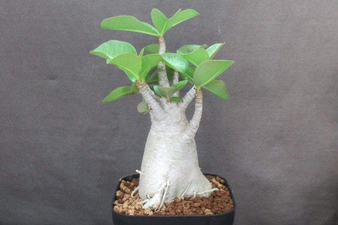 多肉植物 アデニウム Adenium arabicum 5号鉢 生きた植物ですので 成長や季節により変化します 掲載後の時間の経過により写真撮影時と 大きさや形が多少変わることがあります ご了承下さい 撮影時の光加減により 写真と実物で色具...