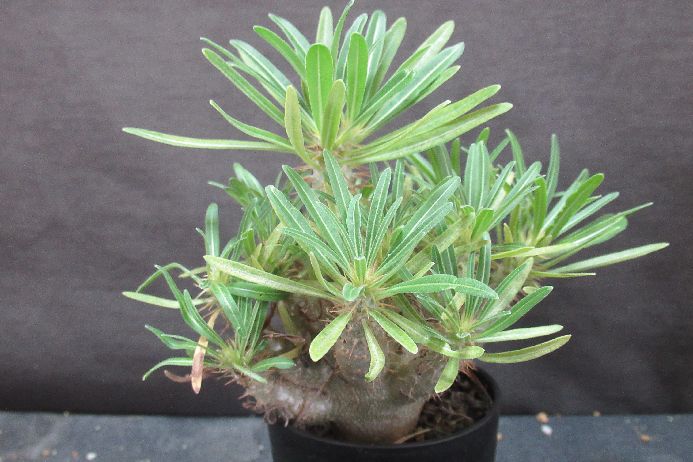 多肉植物 パキポディウム Pachypodium rosulatum “gracilius” 2．5号鉢 国産実生 生きた植物ですので 成長や季節により変化します 掲載後の時間の経過により写真撮影時と 大きさや形が多少変わることがあります ...