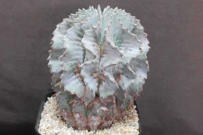 多肉植物 ユーフォルビア Euphorbia horrida f.alba 4号鉢 生きた植物ですので 成長や季節により変化します 掲載後の時間の経過により写真撮影時と 大きさや形が多少変わることがあります ご了承下さい 撮影時の光加減によ...