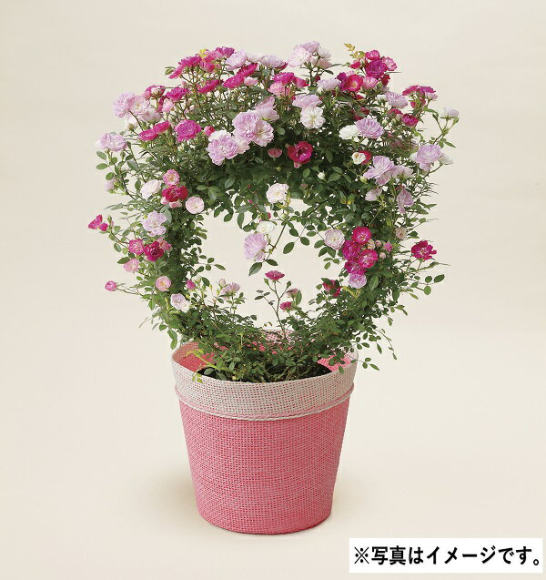 ■沖縄・離島へのお届けはお受けできません。■濃いピンクと薄いピンクのコントラストがきれいなつるバラ舞姫の2色MIXです。おしゃれなリングに仕立てた嬉しい商品です。■5号、バスケット ※つぼみの多い状態でお届け。■商品サイズ：幅約25cm×高...