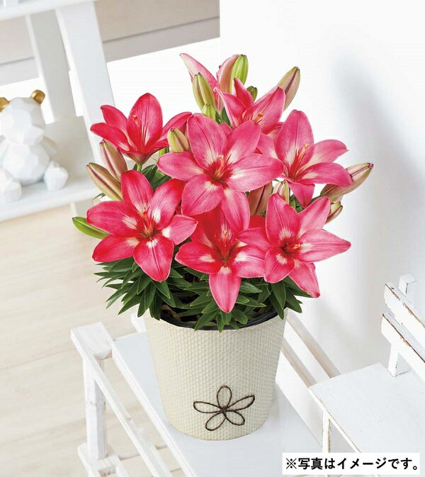 ■沖縄・離島へのお届けはお受けできません。■鮮やかな色合いが目を引くコンパクトタイプのユリ。鉢いっぱいに咲く姿は、まるでブーケのようです。■5.5号鉢、バスケット、お手入れのしおり ※つぼみの多い状態でお届け。■商品サイズ：幅約16.5cm...