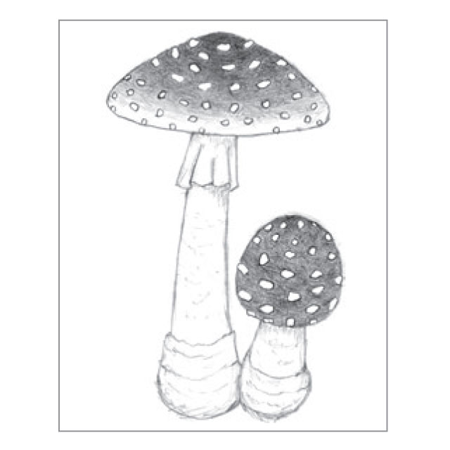 キノコの頭みたいな丸い持ち手の大きなキノコのはんこ。精密な絵柄はまるでキノコ図鑑からとびだしてきたかのよう。ベニテングタケ縦49.5×横39.5×高さ75mm※現在、商品の供給が不安定の為、より多くのお客様にご購入頂けるようお一人様1個まで...