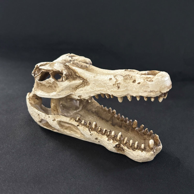 【商品説明】 ワニの頭蓋骨をモデルとしたシェルター ・爬虫類や、熱帯魚のシェルターとしてご使用いただけます。 ・個性的な装飾で飼育ケージ内を演出 ・小さな観賞魚・鑑賞エビの隠れ家として複数の開口部を出入りするように設計されています。 ・リア...