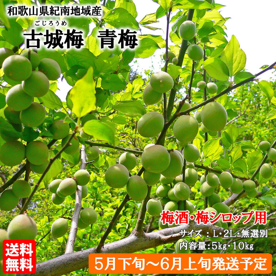 和歌山県産（紀南地方産）の古城梅（ごじろうめ）の青梅です。 ※予約販売のため自然災害（ひょう被害等）があった場合は、傷のついた物が含まれる場合がございます。 ※無選別はサイズ不揃い、多少傷有りとなります。 ※傷のついている物が多少含まれてお...