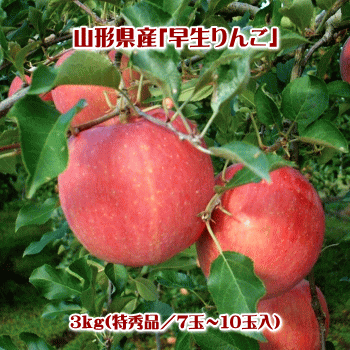 商品内容 【早生】サンふじ（特秀品）3kg（約7玉〜10玉入り） 10月に順次収穫される「弘前ふじ」⇒「出羽ふじ」⇒「北斗」⇒「彩ふじ」の 特秀品です。（品種はお任せ）※早生ふじは「蜜」が入りません。 ■生産地：山形県朝日町（和合地区） ■...